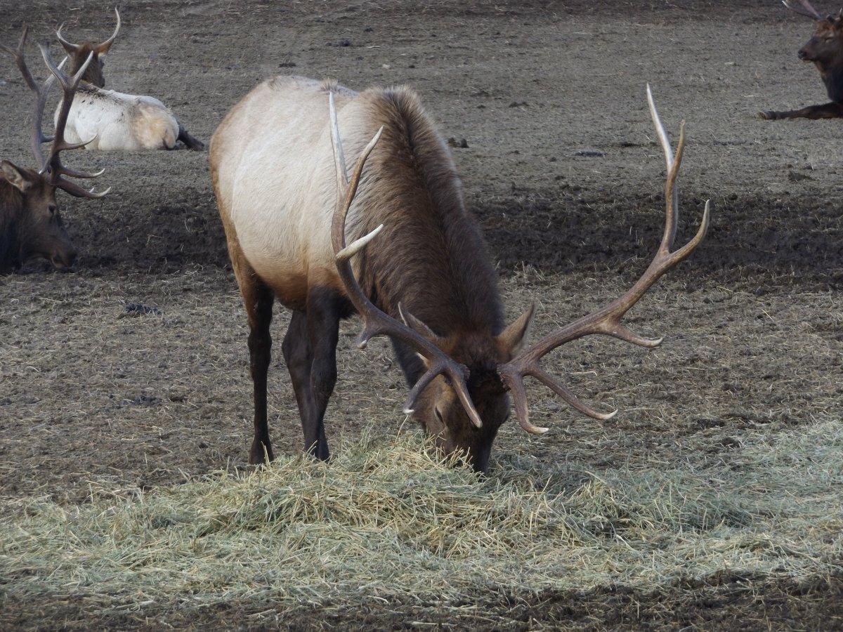 Winter elk and bighorn sheep watching near Yakima | Tabby Cat's Pawprints
