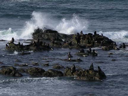 Watch the sea lions at Simpson Reef and Cape Arago | Tabby Cat's Pawprints