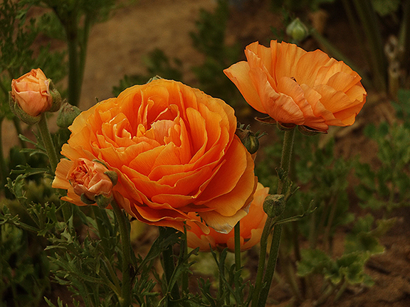 See the Giant Tecolote Ranunculus flowers through Mother’s Day in ...