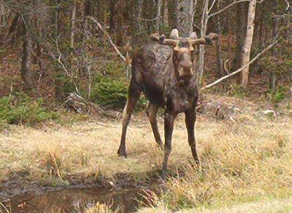 See where moose crashes happened this year in Maine | Tabby Cat's Pawprints