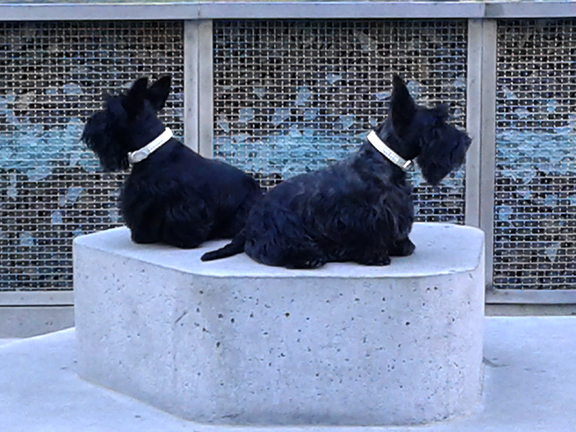 Doggone downtown fun awaits at Amazon Spheres Dog Park in Seattle ...