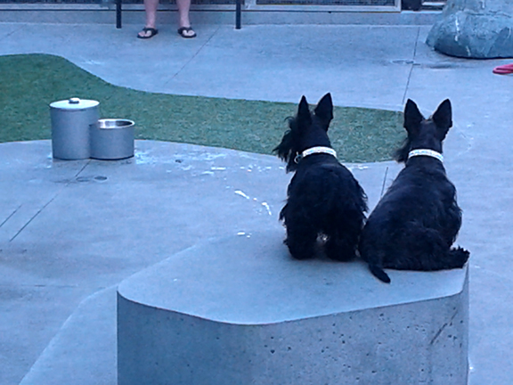 Doggone downtown fun awaits at Amazon Spheres Dog Park in Seattle ...