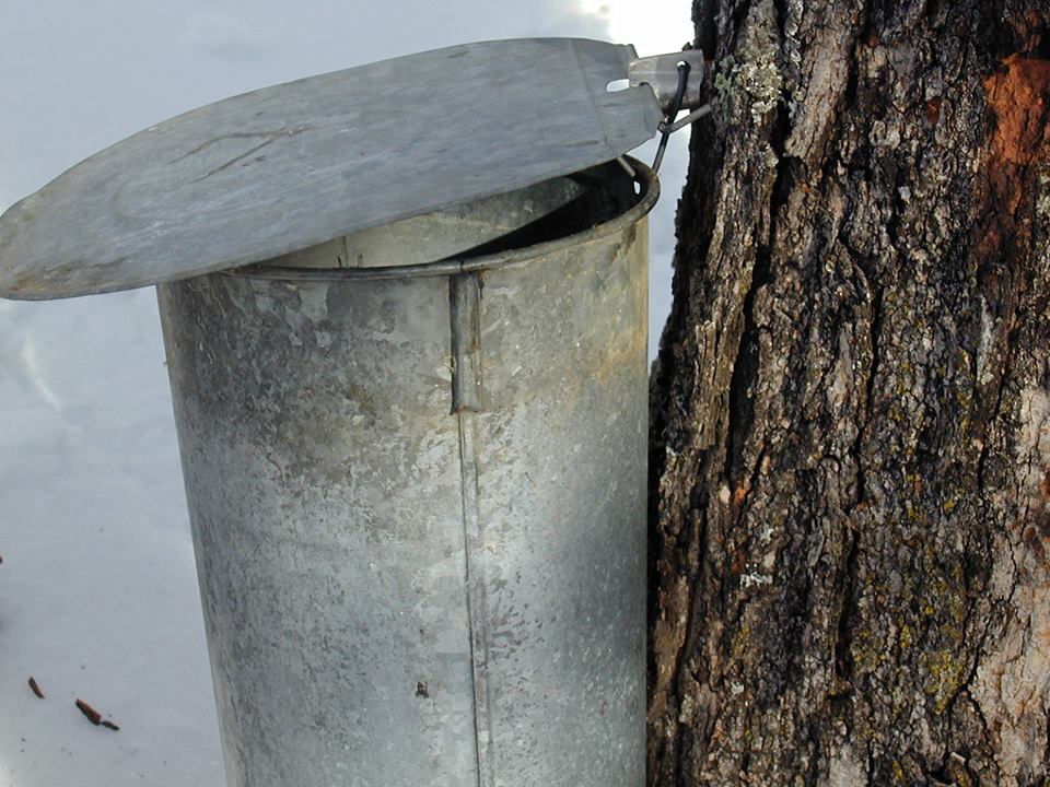 Maple Sunday celebrates sap season in Maine | Tabby Cat's Pawprints