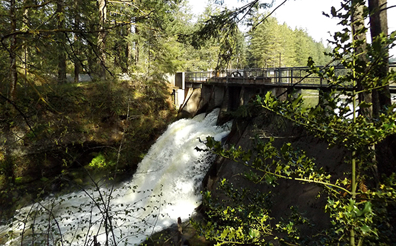 Armchair photo tours: The Camas lilies of Lacamas Regional Park | Tabby ...