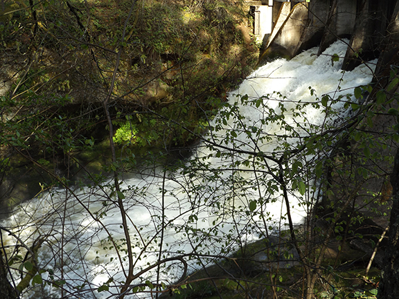Armchair photo tours: The Camas lilies of Lacamas Regional Park | Tabby ...