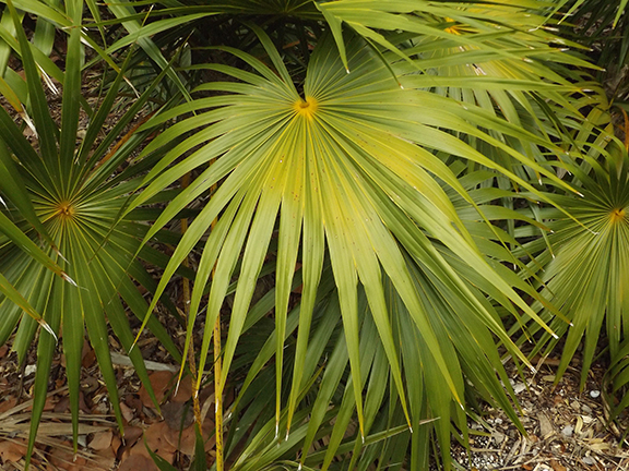 Armchair photo tours: Key West Tropical Forest & Botanical Garden ...