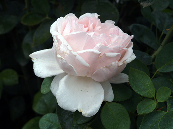 Armchair photo tours: Heirloom Roses in Saint Paul, Oregon | Tabby Cat ...