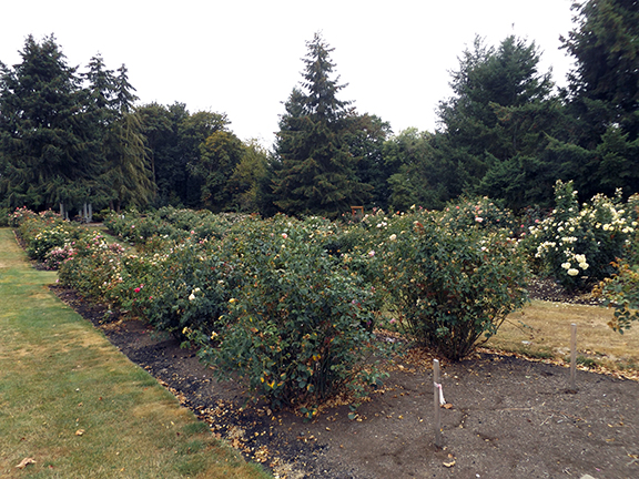 Armchair photo tours: Heirloom Roses in Saint Paul, Oregon | Tabby Cat ...