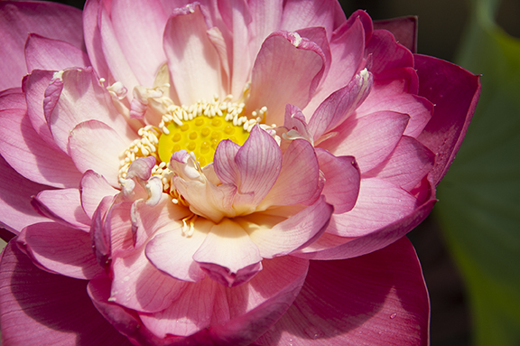 Armchair photo tours: Hughes Water Gardens in Tualatin, Oregon | Tabby ...
