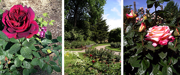 Armchair photo tours: Owen Rose Garden in Eugene, Oregon | Tabby Cat's ...