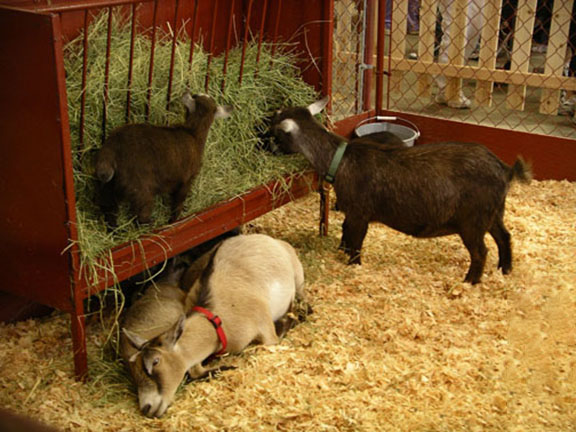 Get your 2020 Washington State Fair fix in Puyallup and beyond | Tabby ...