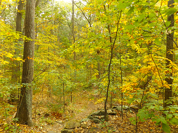 Armchair photo tours: Fall colors at the Lime Quarry Reservation ...