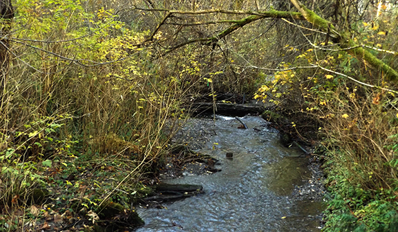 Armchair photo tours: Salmon spawning season at Carkeek Park in Seattle ...