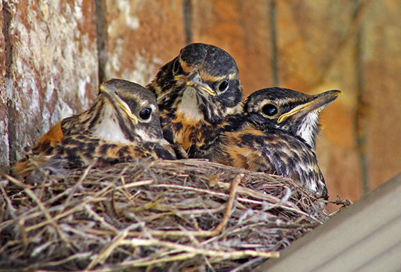 If you find a baby bird, what should you do? Here’s a helpful guide ...
