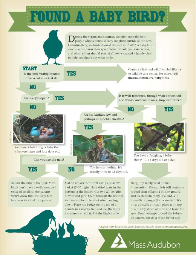 If you find a baby bird, what should you do? Here’s a helpful guide ...