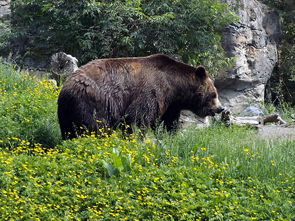 Whiskey & Wildbites at Woodland Park Zoo Thursdays in August | Tabby ...